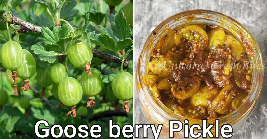 Gooseberry Pickle with Indian Touch | Delicious and Nutritious Recipe ...